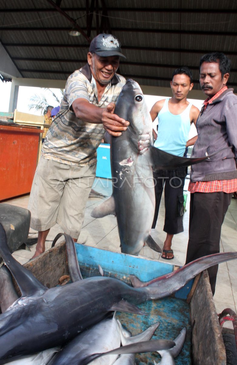 IKAN HIU | ANTARA Foto