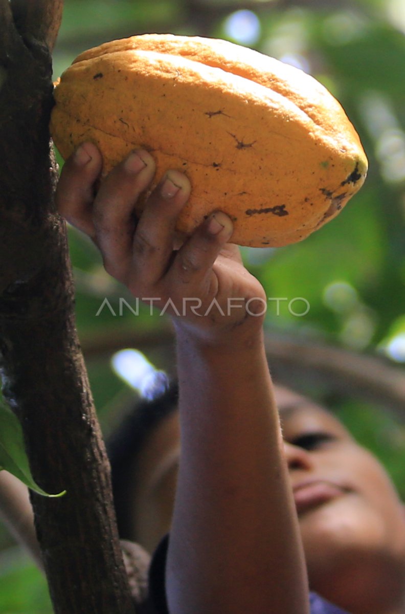 Harga referensi biji kakao periode Februari 2025 | ANTARA Foto