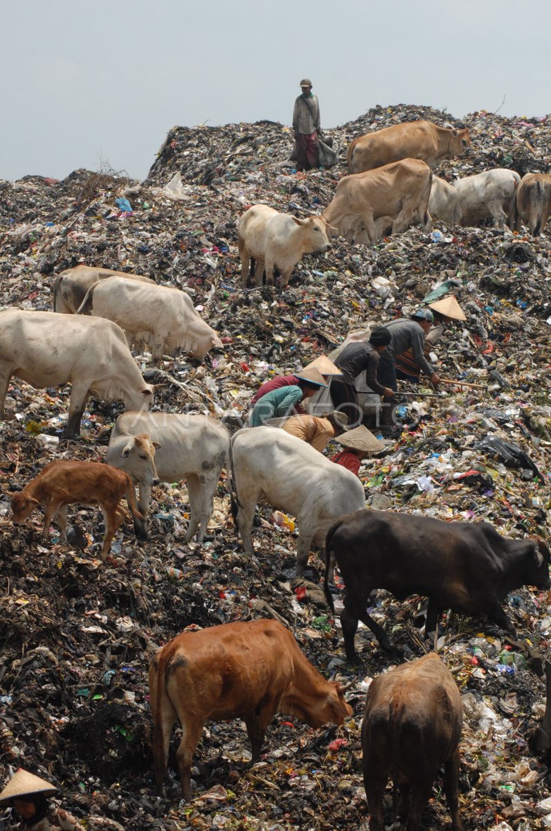 CATTLE IN TPA | ANTARA Foto