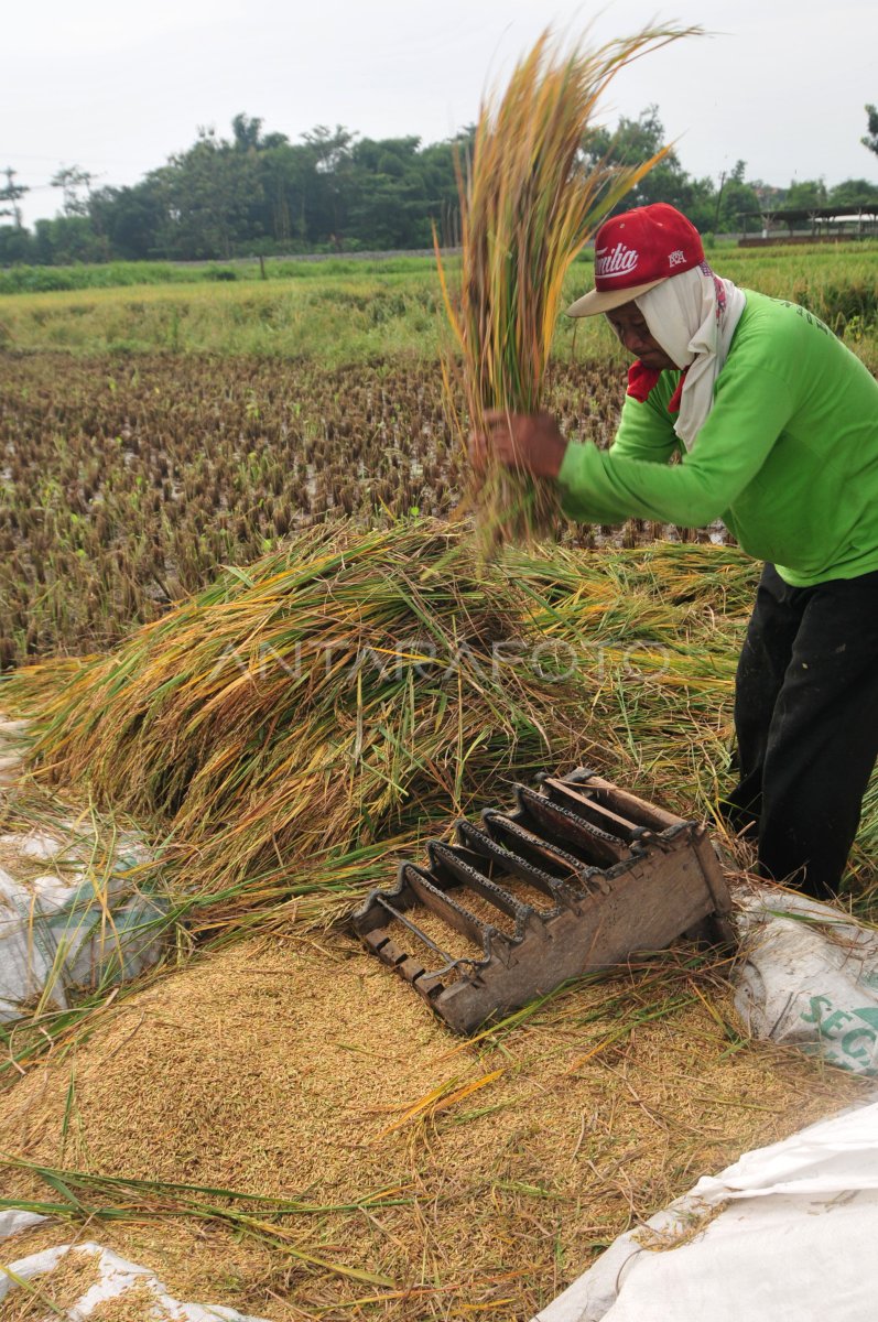 PRODUKSI PADI MENINGKAT | ANTARA Foto