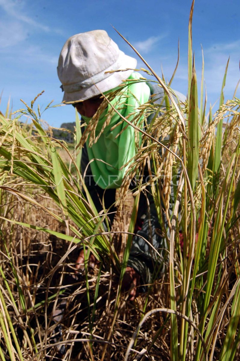 PANEN PADI | ANTARA Foto