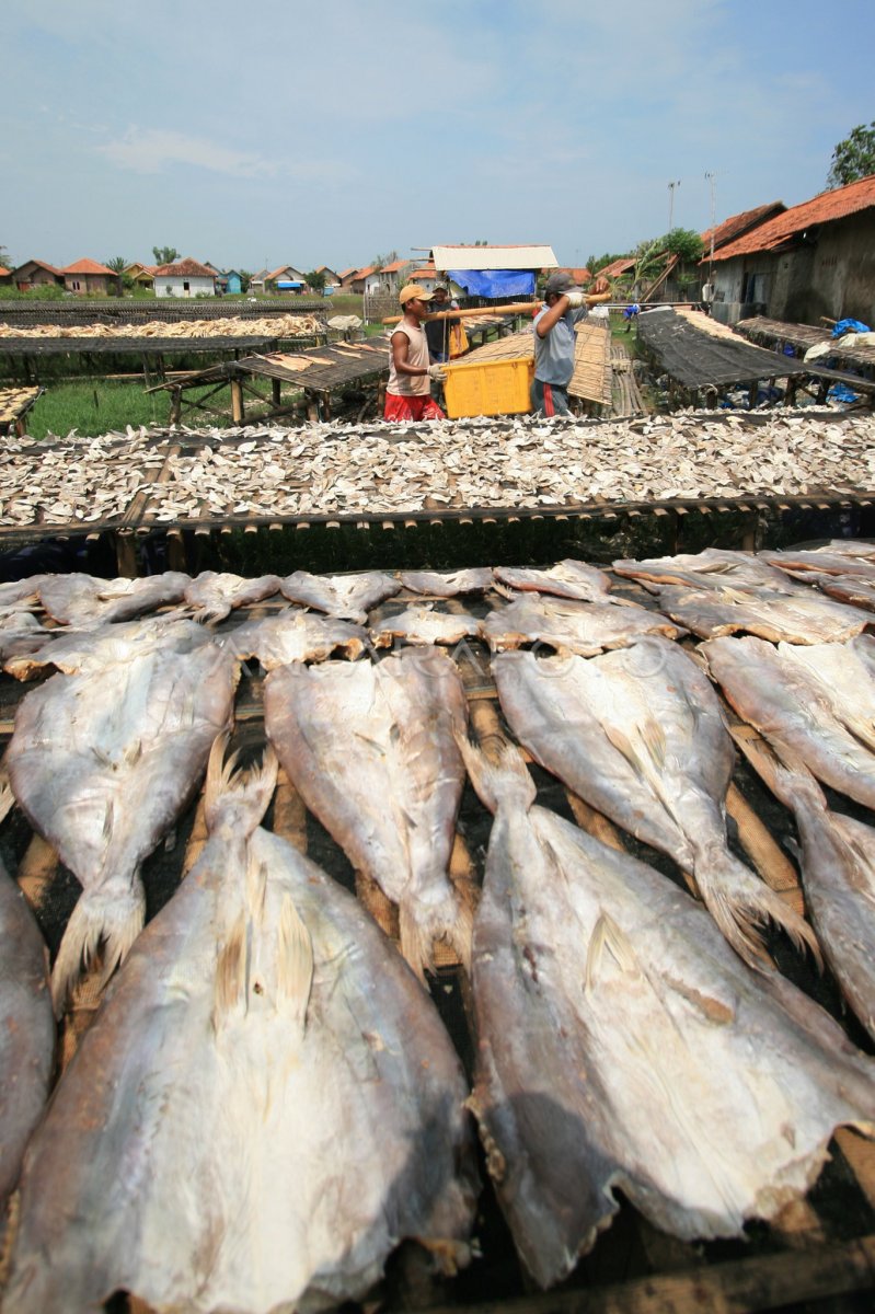 PRODUKSI IKAN ASIN | ANTARA Foto