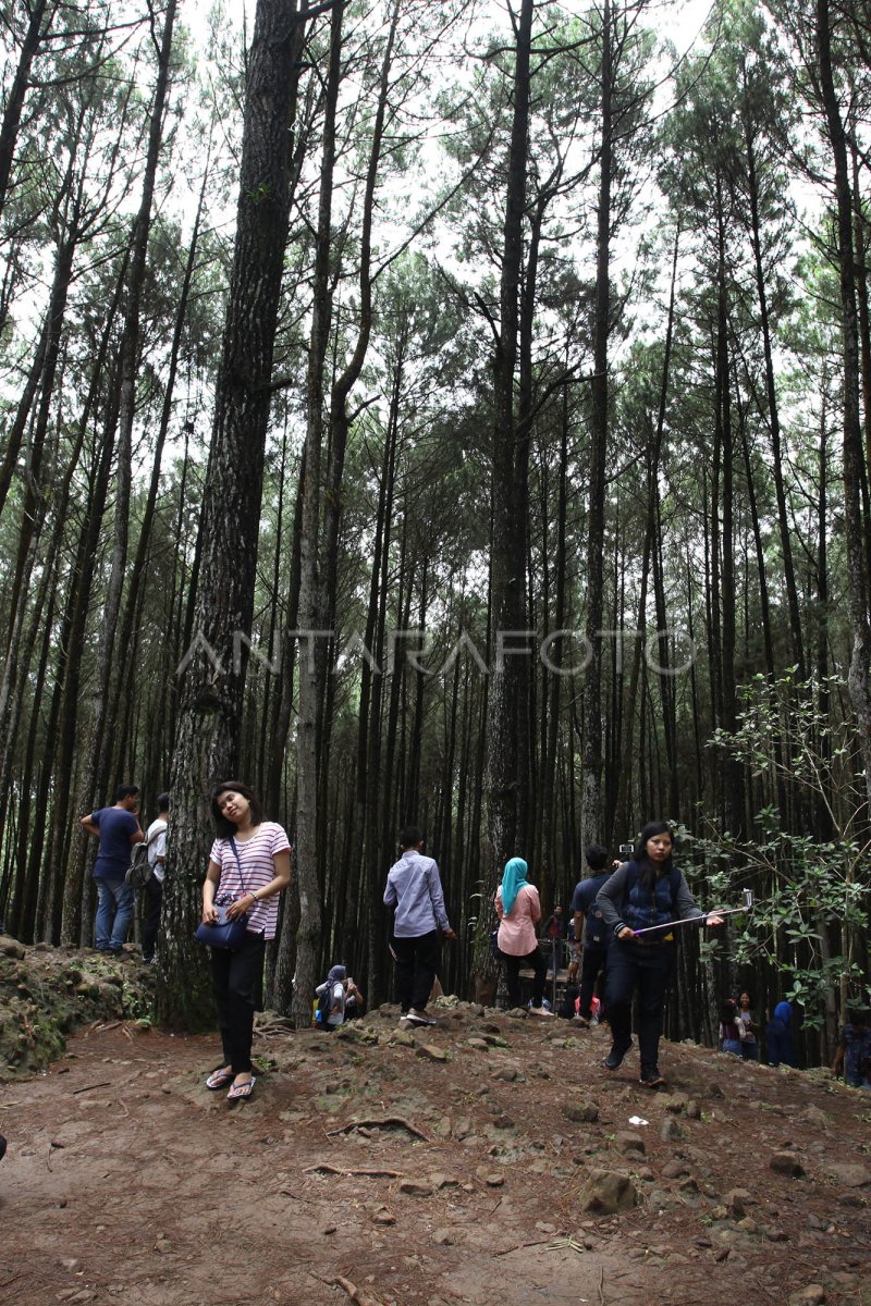 WISATA HUTAN PINUS MANGUNAN | ANTARA Foto