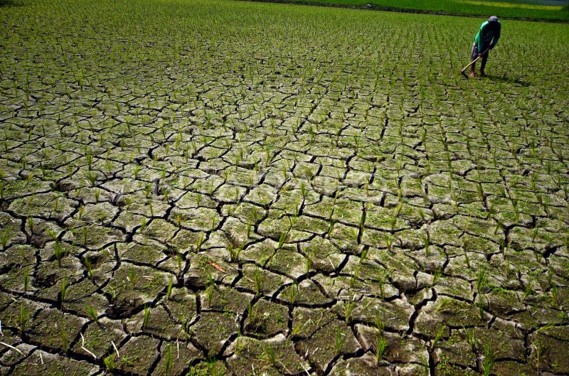 LAHAN PERTANIAN KRISIS AIR | ANTARA Foto