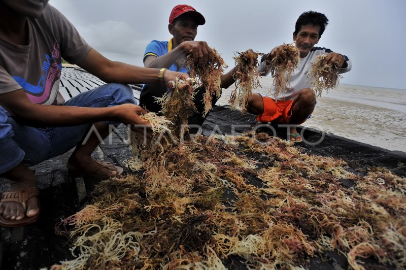 BUDIDAYA RUMPUT LAUT BALIKPAPAN | ANTARA Foto