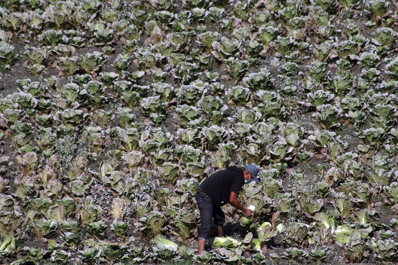 TANAMAN TERKENA DEBU VULKANIK | ANTARA Foto TANAMAN TERKENA DEBU VULKANIK | ANTARA Foto