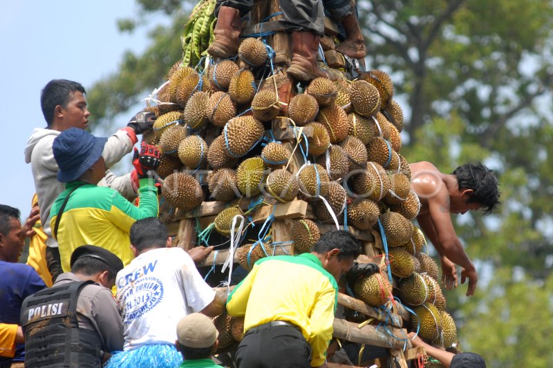 KENDUREN DURIAN WONOSALAM | ANTARA Foto