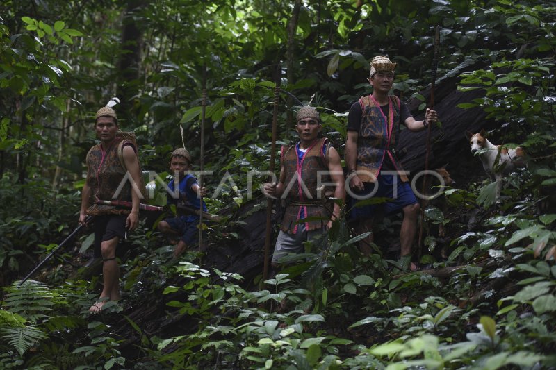 Tradisi Berburu Dan Kelestarian Hutan Adat Tana Ulen Antara Foto
