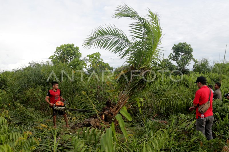 PEMUSNAHAN SAWIT KAWASAN KONSERVASI | ANTARA Foto