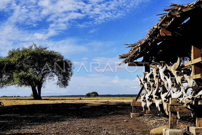AFRICA VAN JAVA | ANTARA Foto
