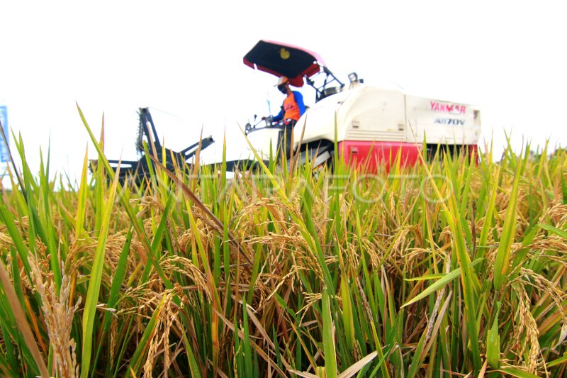 HASIL PANEN LAHAN DEMPLOT | ANTARA Foto