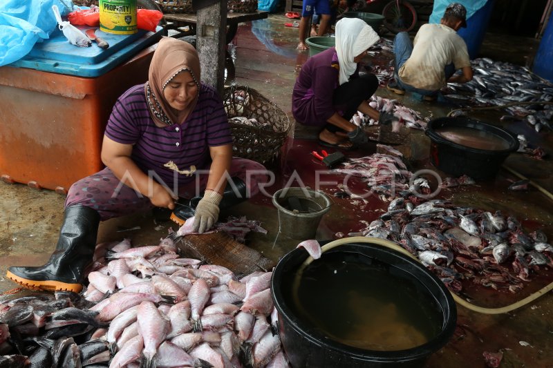 PENGOLAHAN IKAN LAUT UNTUK PRODUK UMKM | ANTARA Foto