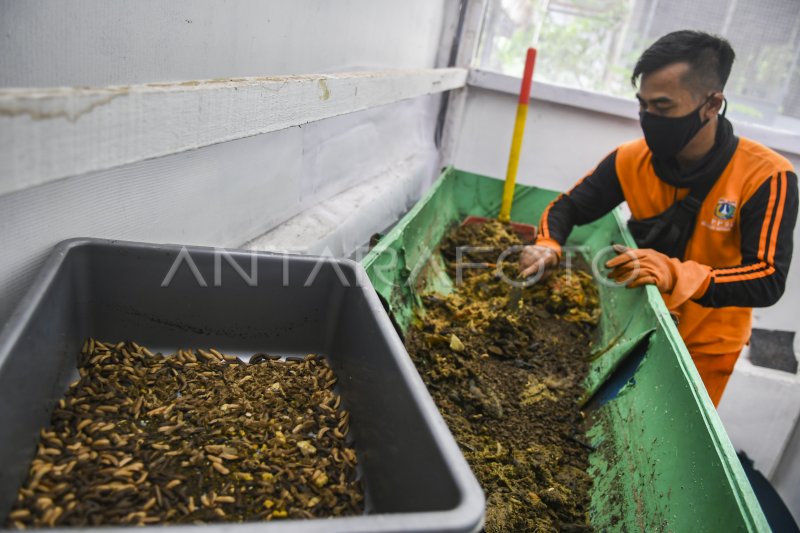 BUDIDAYA MAGGOT PENGURAI SAMPAH DI JAKARTA | ANTARA Foto BUDIDAYA MAGGOT PENGURAI SAMPAH DI JAKARTA | ANTARA Foto