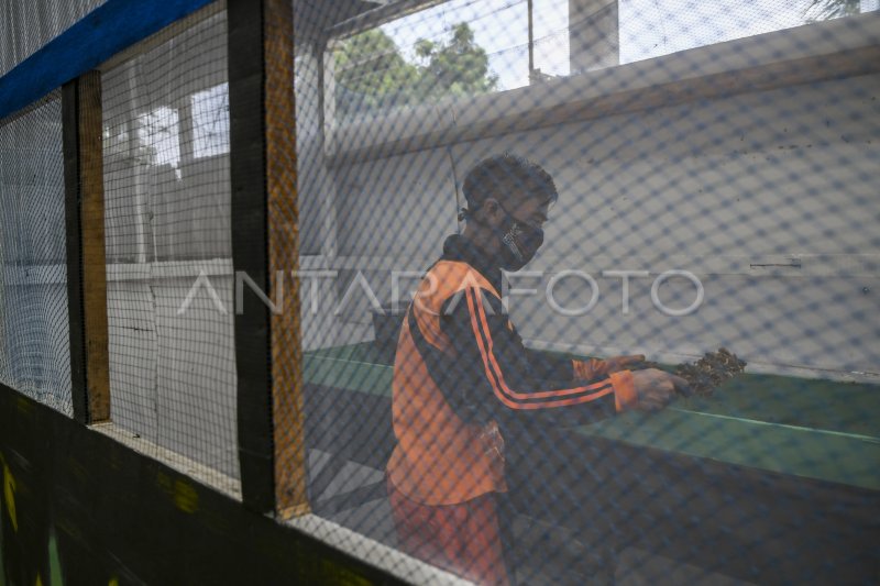 BUDIDAYA MAGGOT PENGURAI SAMPAH DI JAKARTA | ANTARA Foto BUDIDAYA MAGGOT PENGURAI SAMPAH DI JAKARTA | ANTARA Foto