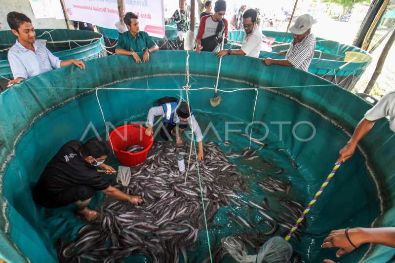 PANEN IKAN LELE BUDIDAYA | ANTARA Foto