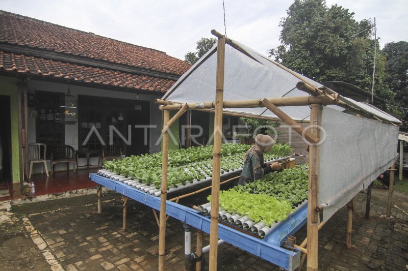 MANFAATKAN LAHAN SEMPIT UNTUK BERCOCOK TANAM | ANTARA Foto