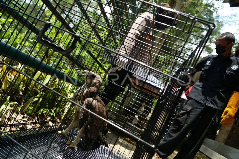 KASUS PERNIAGAAN SATWA DILINDUNGI | ANTARA Foto