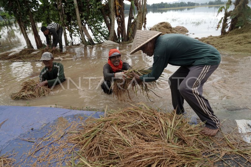 PETANI GAGAL PANEN AKIBAT BANJIR DI BANYUMAS | ANTARA Foto