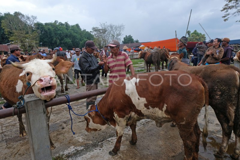 WABAH PMK PENGARUHI PENJUALAN HEWAN TERNAK | ANTARA Foto WABAH PMK PENGARUHI PENJUALAN HEWAN TERNAK | ANTARA Foto