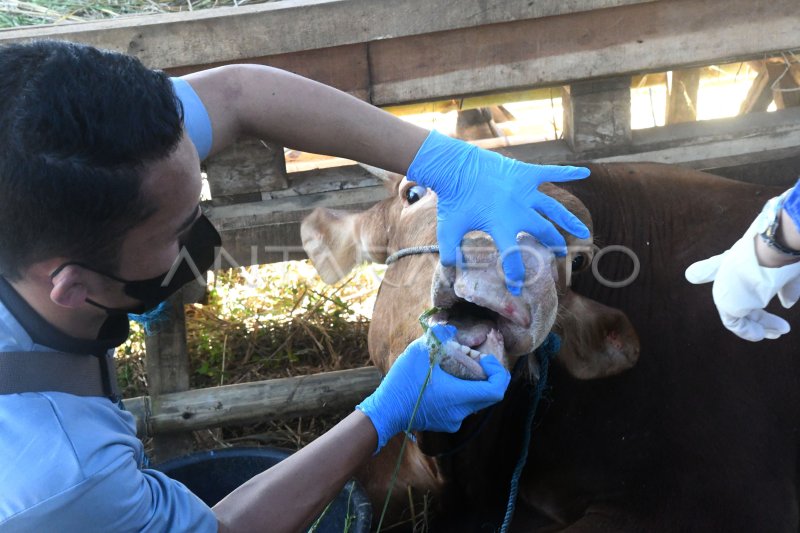 PEMERIKSAAN KESEHATAN HEWAN KURBAN JELANG IDUL ADHA | ANTARA Foto PEMERIKSAAN KESEHATAN HEWAN KURBAN JELANG IDUL ADHA | ANTARA Foto