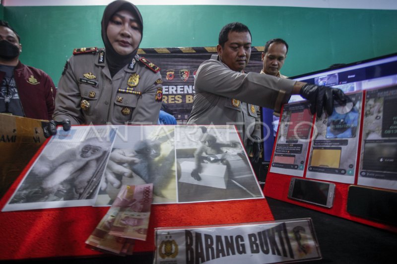 UNGKAP KASUS PERDAGANGAN SATWA DILINDUNGI | ANTARA Foto