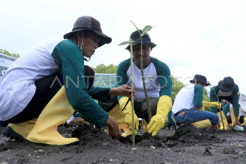 PLN TANAM MANGROVE DI TELUK PANGPANG | ANTARA Foto PLN TANAM MANGROVE DI TELUK PANGPANG | ANTARA Foto