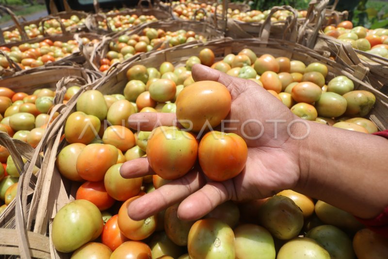 HARGA TOMAT DI TINGKAT PETANI NAIK | ANTARA Foto HARGA TOMAT DI TINGKAT PETANI NAIK | ANTARA Foto