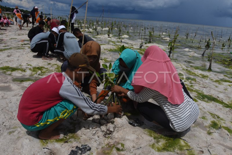 PENANAMAN MANGROVE PERINGATI HARI NUSANTARA | ANTARA Foto PENANAMAN MANGROVE PERINGATI HARI NUSANTARA | ANTARA Foto