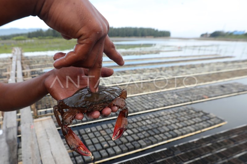 PANEN KEPITING SOKA KUALITAS EKSPOR | ANTARA Foto