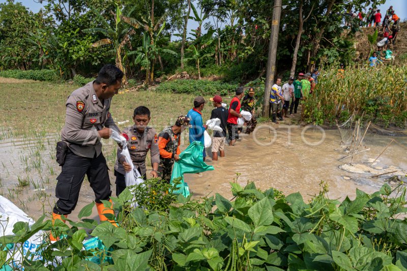 PENANGANAN DARURAT KEBOCORAN TANGGUL SUNGAI TUNTANG DI DEMAK | ANTARA Foto PENANGANAN DARURAT KEBOCORAN TANGGUL SUNGAI TUNTANG DI DEMAK | ANTARA Foto