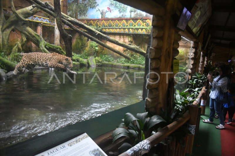 WISATA SATWA TAMAN SAFARI INDONESIA DI BOGOR | ANTARA Foto