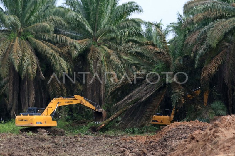TARGET REPLANTING KEBUN KELAPA SAWIT | ANTARA Foto TARGET REPLANTING KEBUN KELAPA SAWIT | ANTARA Foto