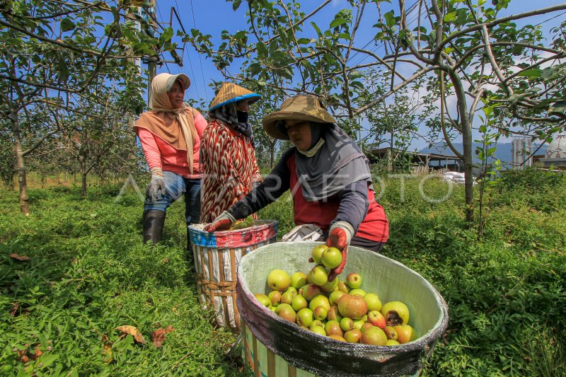 Panen apel di Batu | ANTARA Foto