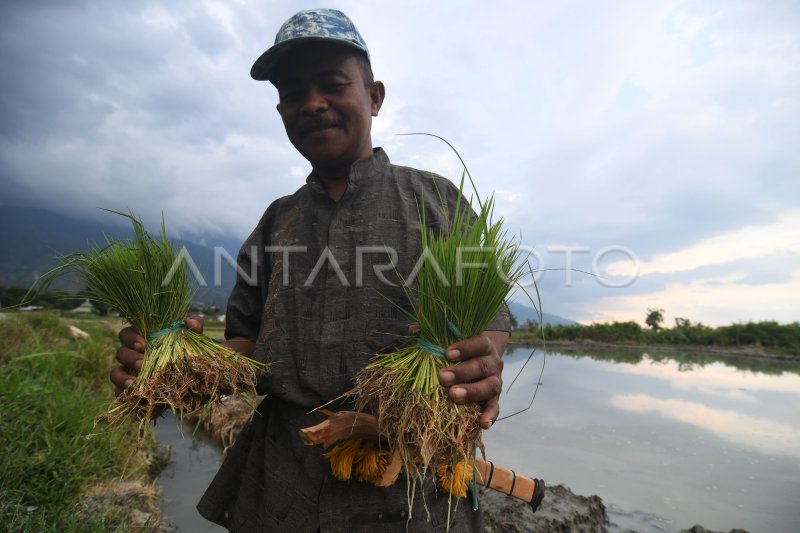 Musim tanam padi kedua | ANTARA Foto