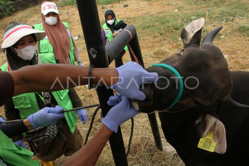 Pemeriksaan hewan kurban jelang Idul Adha | ANTARA Foto