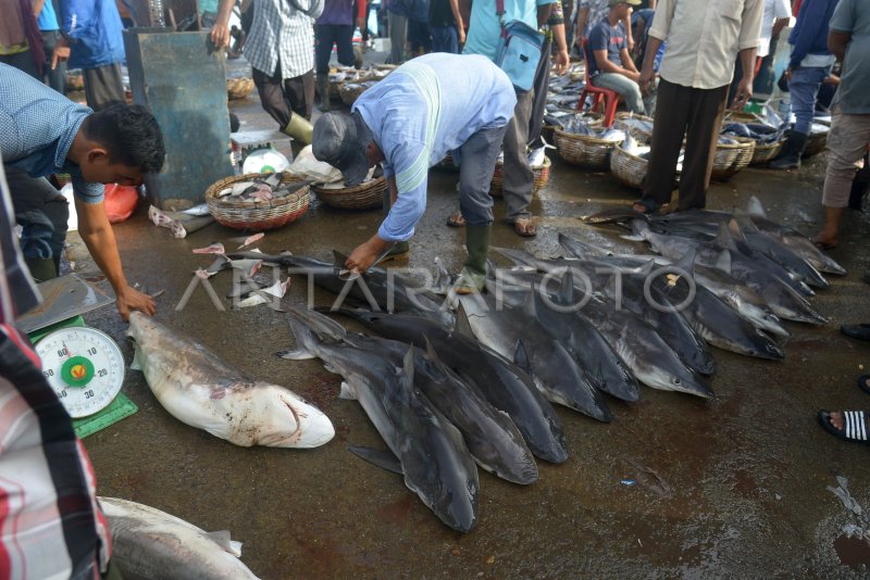 PENANGKAPAN IKAN HIU | ANTARA Foto