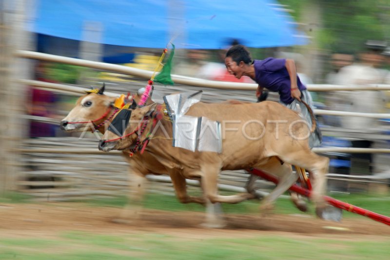 LATIHAN KERAPAN KERAPAN SAPI. | ANTARA Foto LATIHAN KERAPAN KERAPAN SAPI. | ANTARA Foto