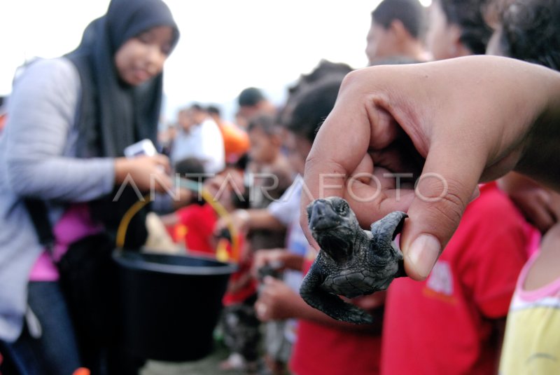 PELEPASAN ANAK PENYU | ANTARA Foto PELEPASAN ANAK PENYU | ANTARA Foto