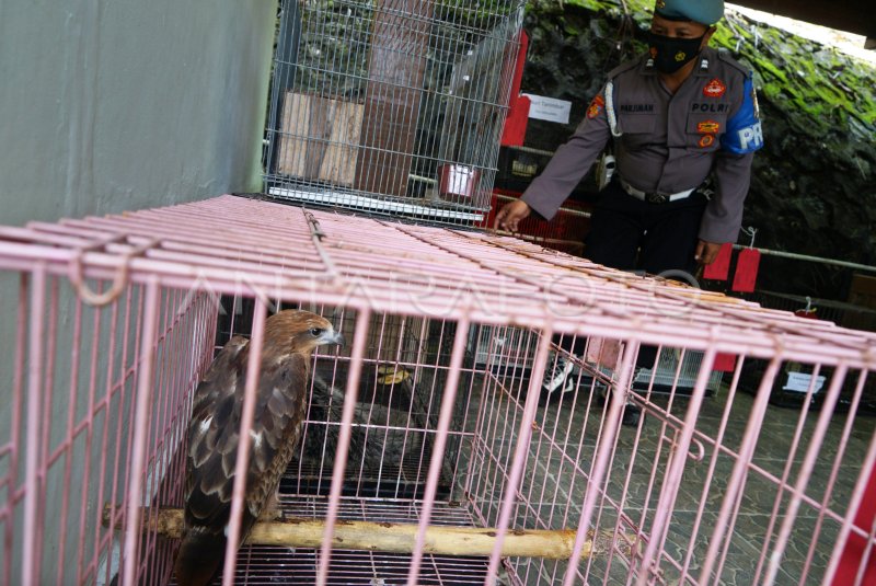 KASUS PERNIAGAAN SATWA DILINDUNGI | ANTARA Foto