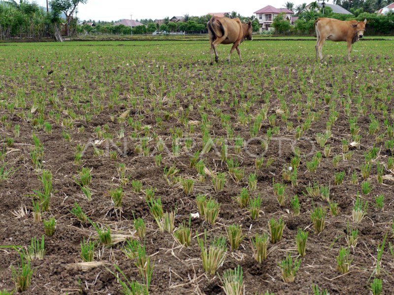 PADI GAGAL PANEN | ANTARA Foto