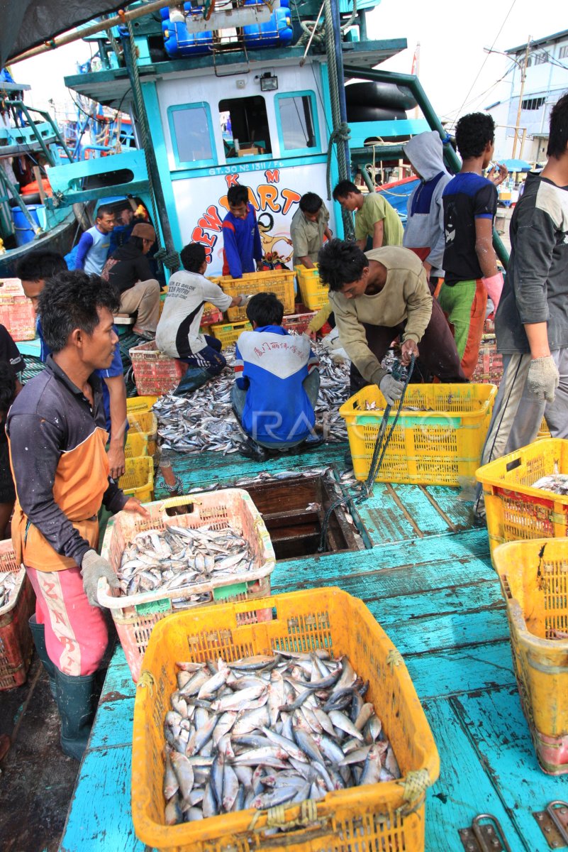 PRODUKSI EKSPOR IKAN | ANTARA Foto