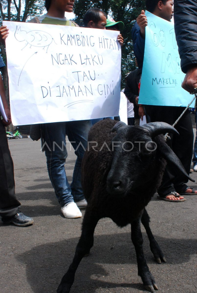 KAMBING HITAM | ANTARA Foto