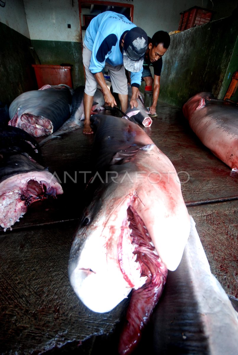 SIRIP IKAN HIU | ANTARA Foto