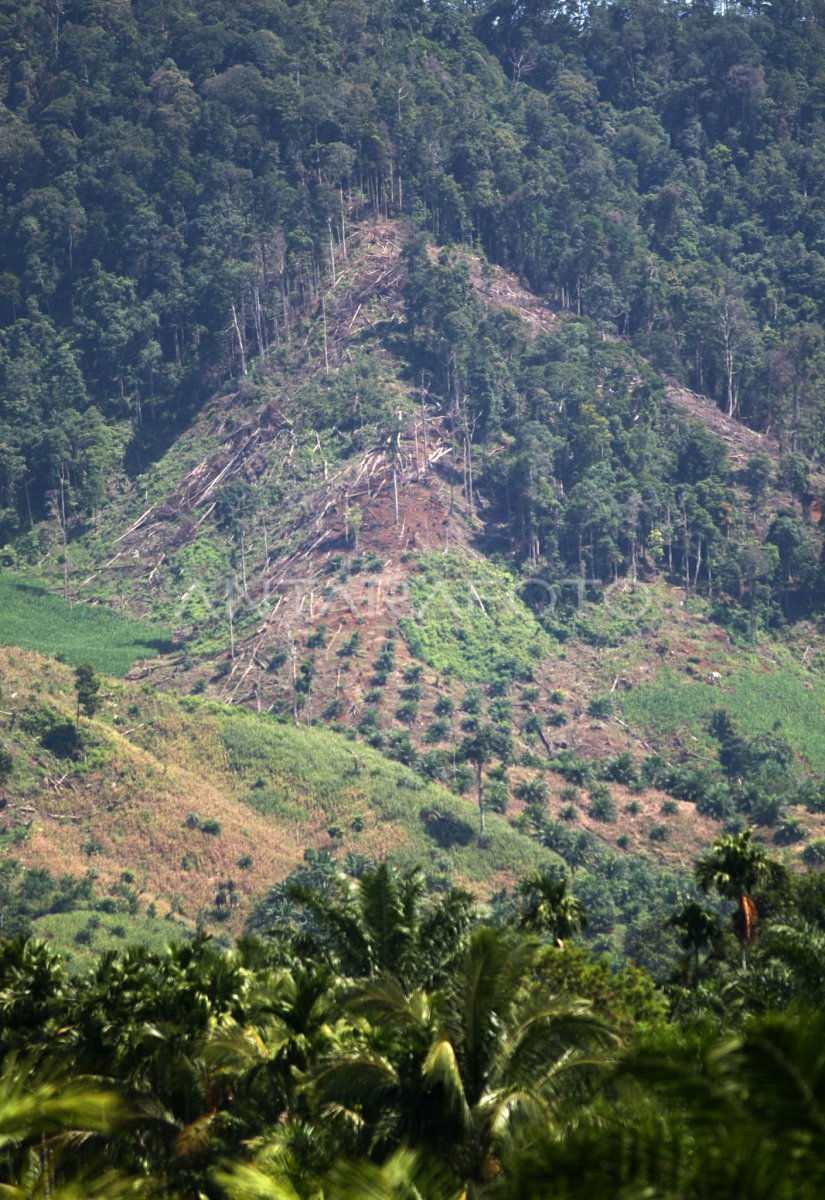 HUTAN LINDUNG RUSAK | ANTARA Foto