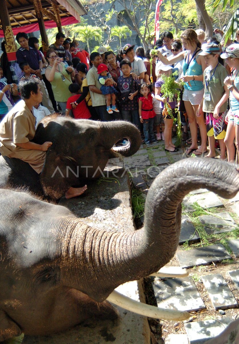 INTERAKSI DENGAN BINATANG. | ANTARA Foto